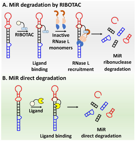 Targeting MicroRNAs with Small Molecules