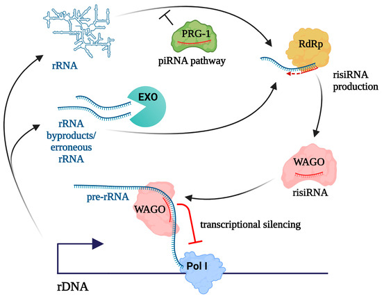 Functions of RNAi Pathways in Ribosomal RNA Regulation