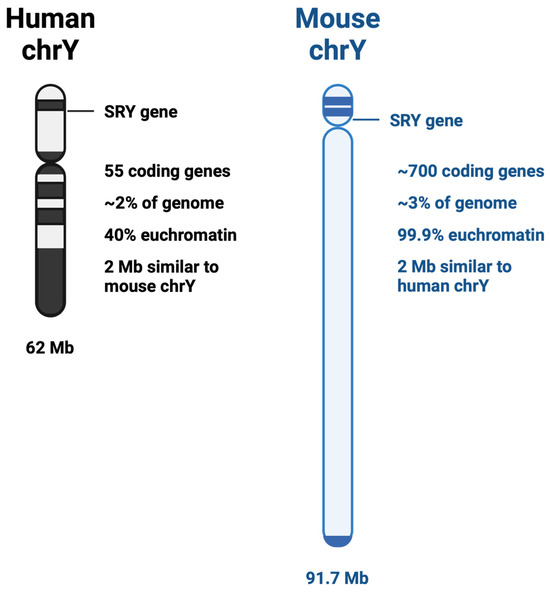 More than the SRY: The Non-Coding Landscape of the Y Chromosome and Its ...