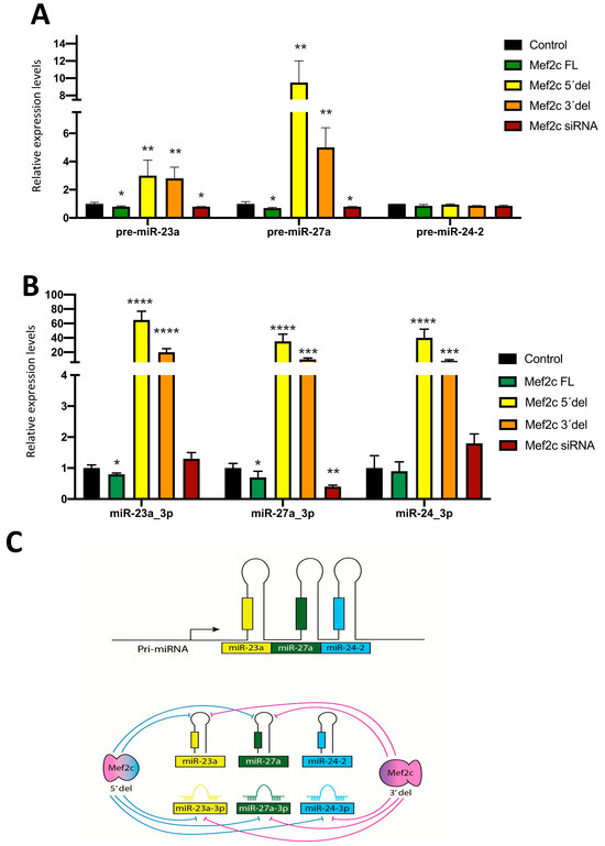 ncRNA | Free Full-Text | MEF2C Directly Interacts with Pre-miRNAs and ...