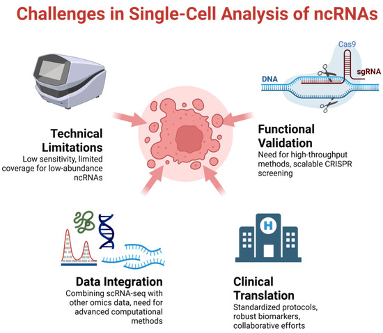 Single-Cell Transcriptomic Approaches for Decoding Non-Coding RNA Mechanisms in Colorectal Cancer
