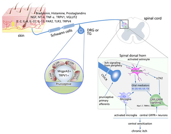 Contribution of Central and Peripheral Glial Cells in the Development ...