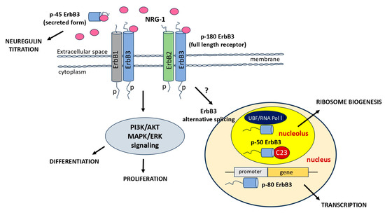 Neuroglia | Free Full-Text | The Signaling of Neuregulin-Epidermal ...