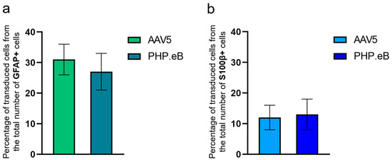 Comparison of the Transduction Capacity of AAV5 and AAV PHP.eB Serotypes in Hippocampus Astroglia