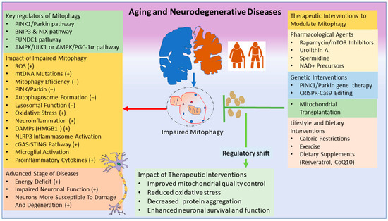 Harnessing Mitophagy for Therapeutic Advances in Aging and Chronic Neurodegenerative Diseases