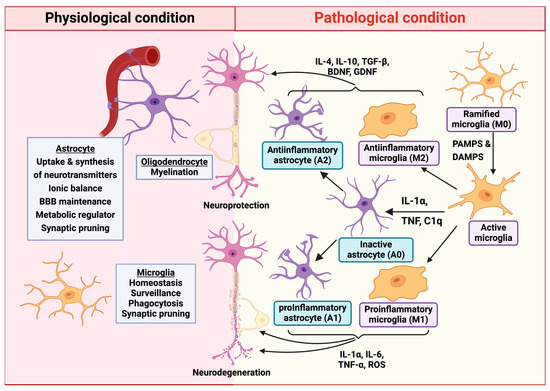 Neuroglia in Neurodegeneration: Exploring Glial Dynamics in Brain Disorders