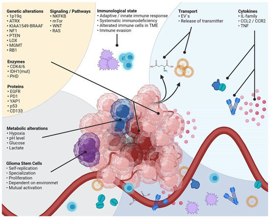 Current Understanding Regarding the Glioma Microenvironment and Impact ...