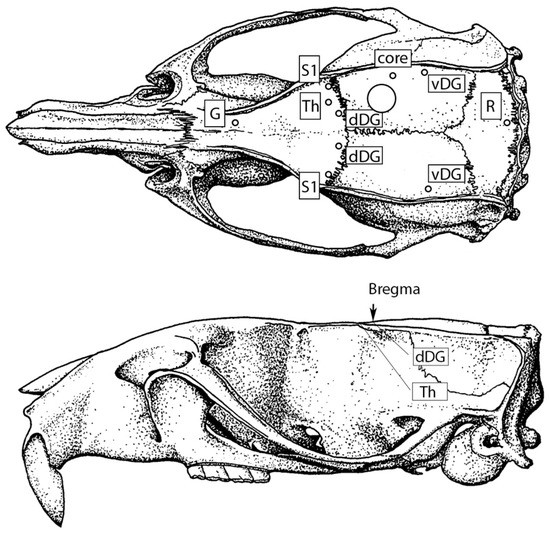 Posttraumatic and Idiopathic Spike–Wave Discharges in Rats ...