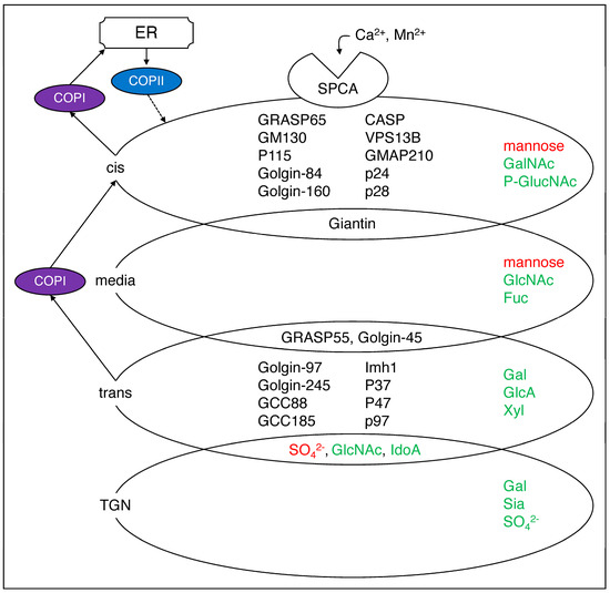 Emerging Evidence of Golgi Stress Signaling for Neuropathies