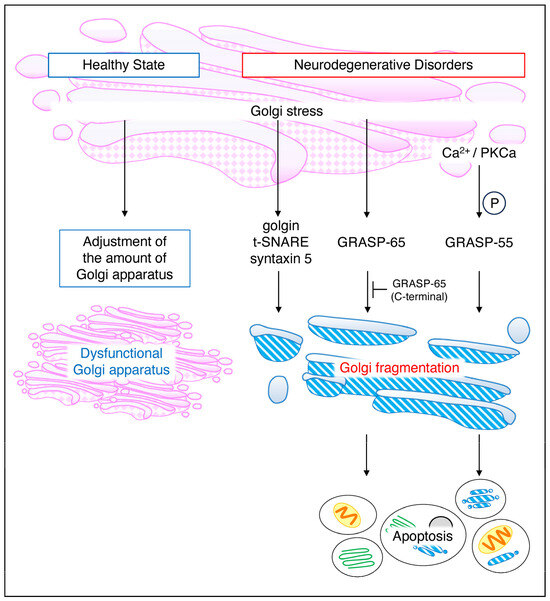 Emerging Evidence of Golgi Stress Signaling for Neuropathies
