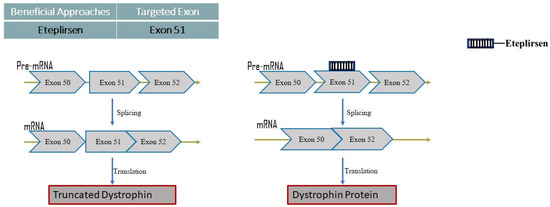 Molecular and Biochemical Therapeutic Strategies for Duchenne Muscular ...
