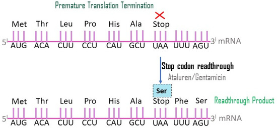 Molecular and Biochemical Therapeutic Strategies for Duchenne Muscular Dystrophy
