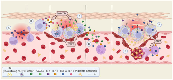 The Role of Somatic Mutations in Ischemic Stroke: CHIP’s Impact on ...