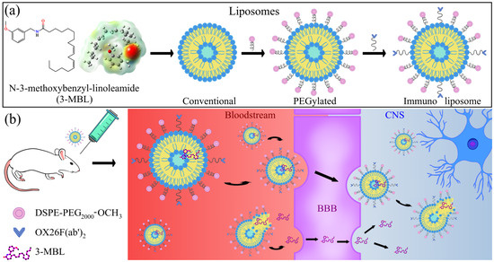 Using Immunoliposomes as Carriers to Enhance the Therapeutic ...