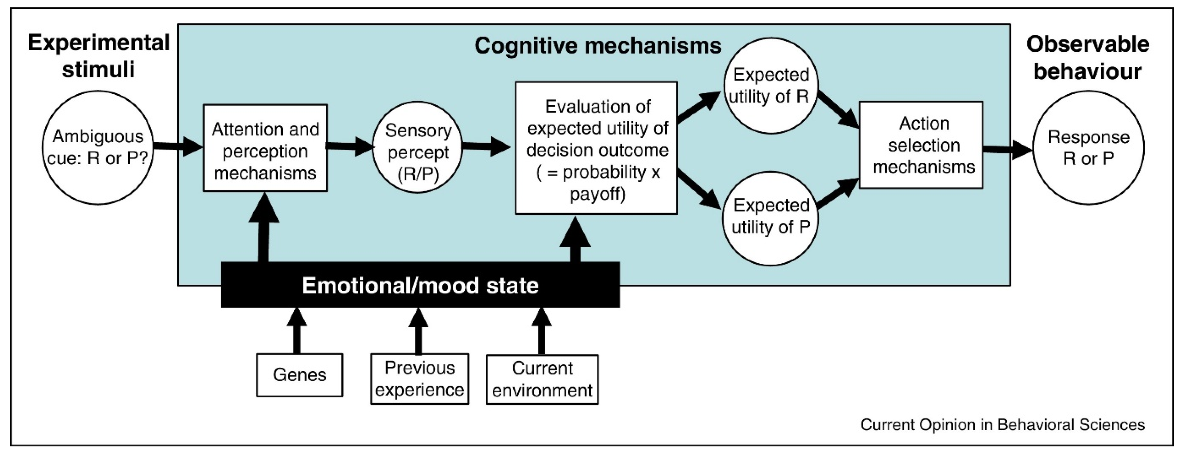 Nothing in Cognitive Neuroscience Makes Sense Except in the Light of ...