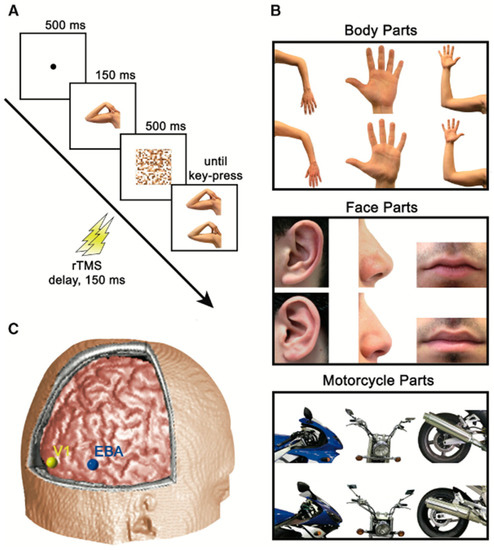 How Do We Connect Brain Areas with Cognitive Functions? The Past, the ...
