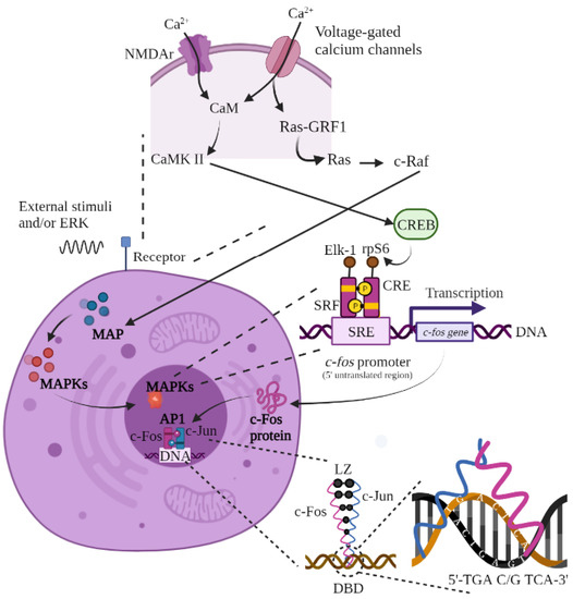NeuroSci | Free Full-Text | Current Opinion on the Use of c-Fos in ...