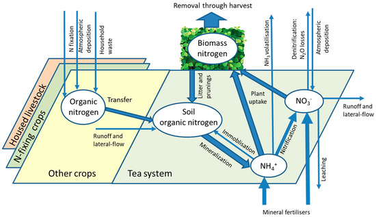 Identifying Sustainable Nitrogen Management Practices for Tea Plantations