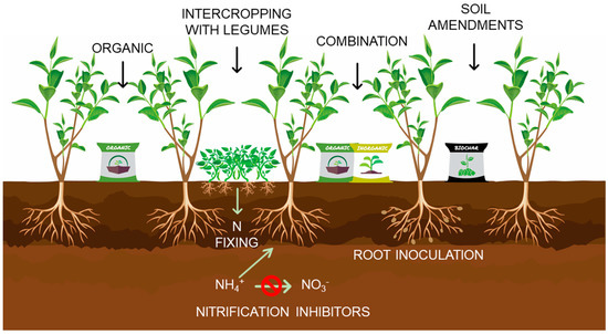 Identifying Sustainable Nitrogen Management Practices for Tea Plantations