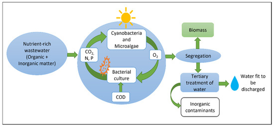 Technologies for Biological and Bioelectrochemical Removal of Inorganic ...