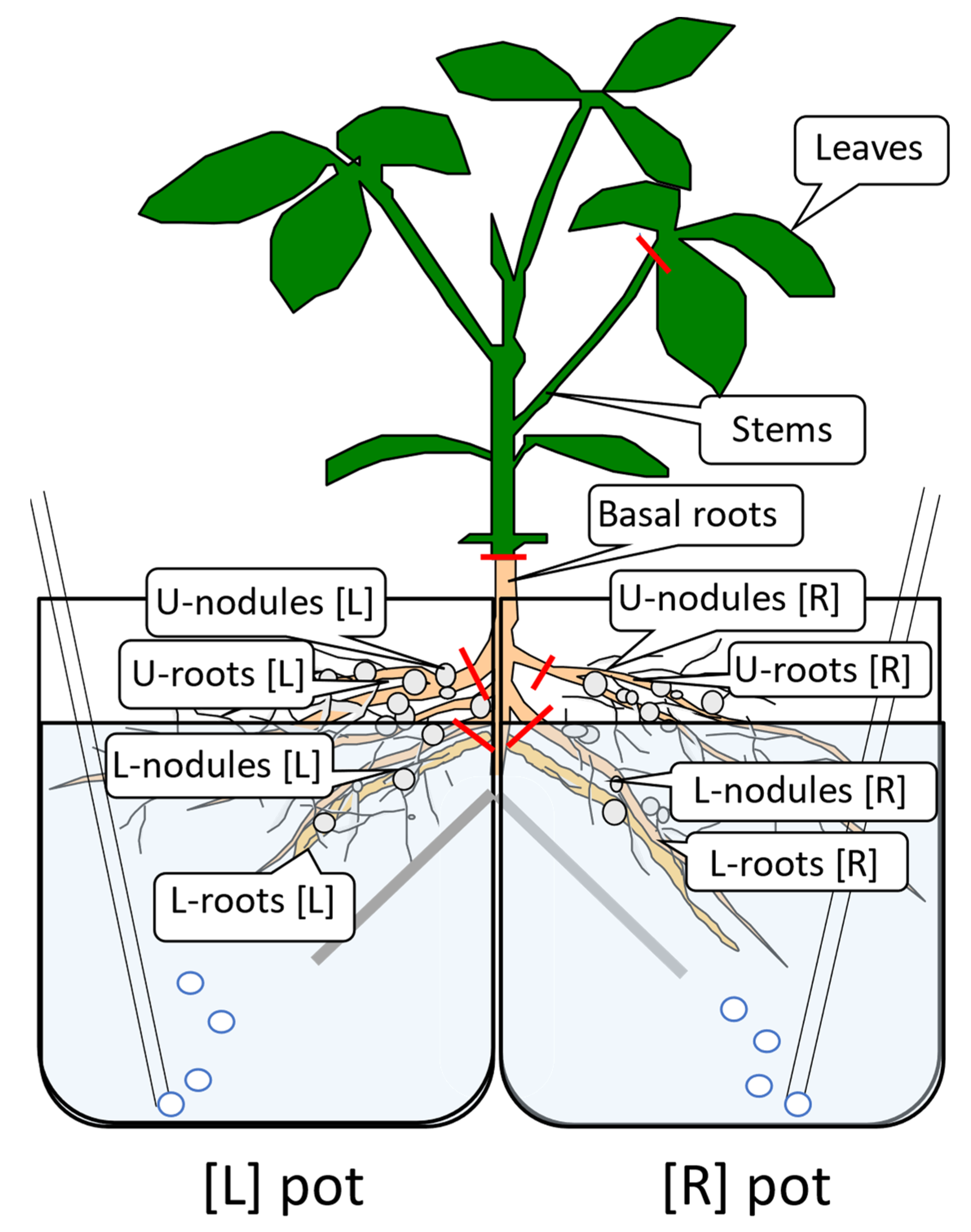 Soybean Plant Diagram