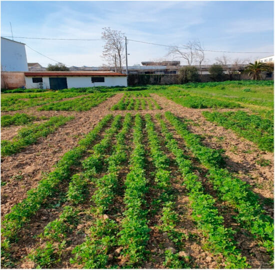Comparison of Organic and Inorganic Fertilization in Fenugreek ...