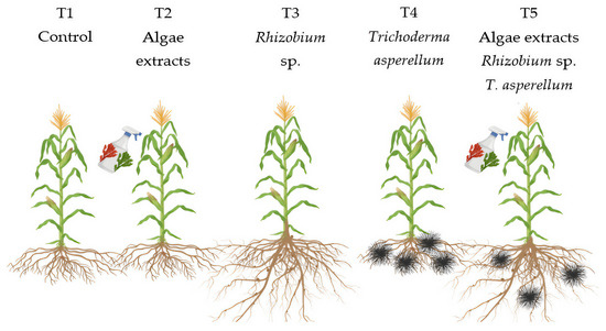 Nitrogen Assimilation, Biomass, and Yield in Response to Application of ...