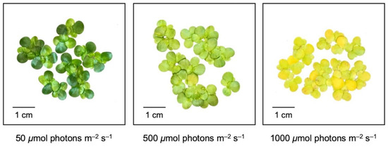 Lemna as a Sustainable, Highly Nutritious Crop: Nutrient Production in Different Light Environments