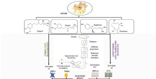 Nutraceuticals | Free Full-Text | Understanding the Molecular ...