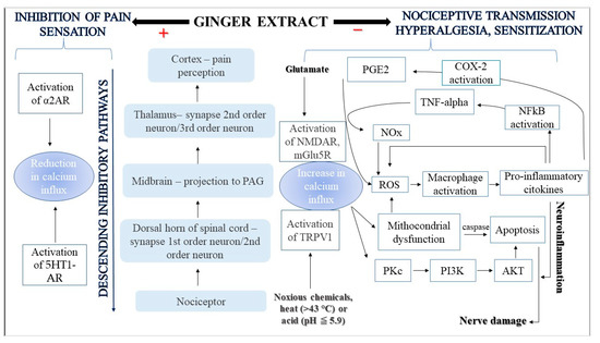 Understanding the Molecular Mechanisms Underlying the Analgesic Effect ...
