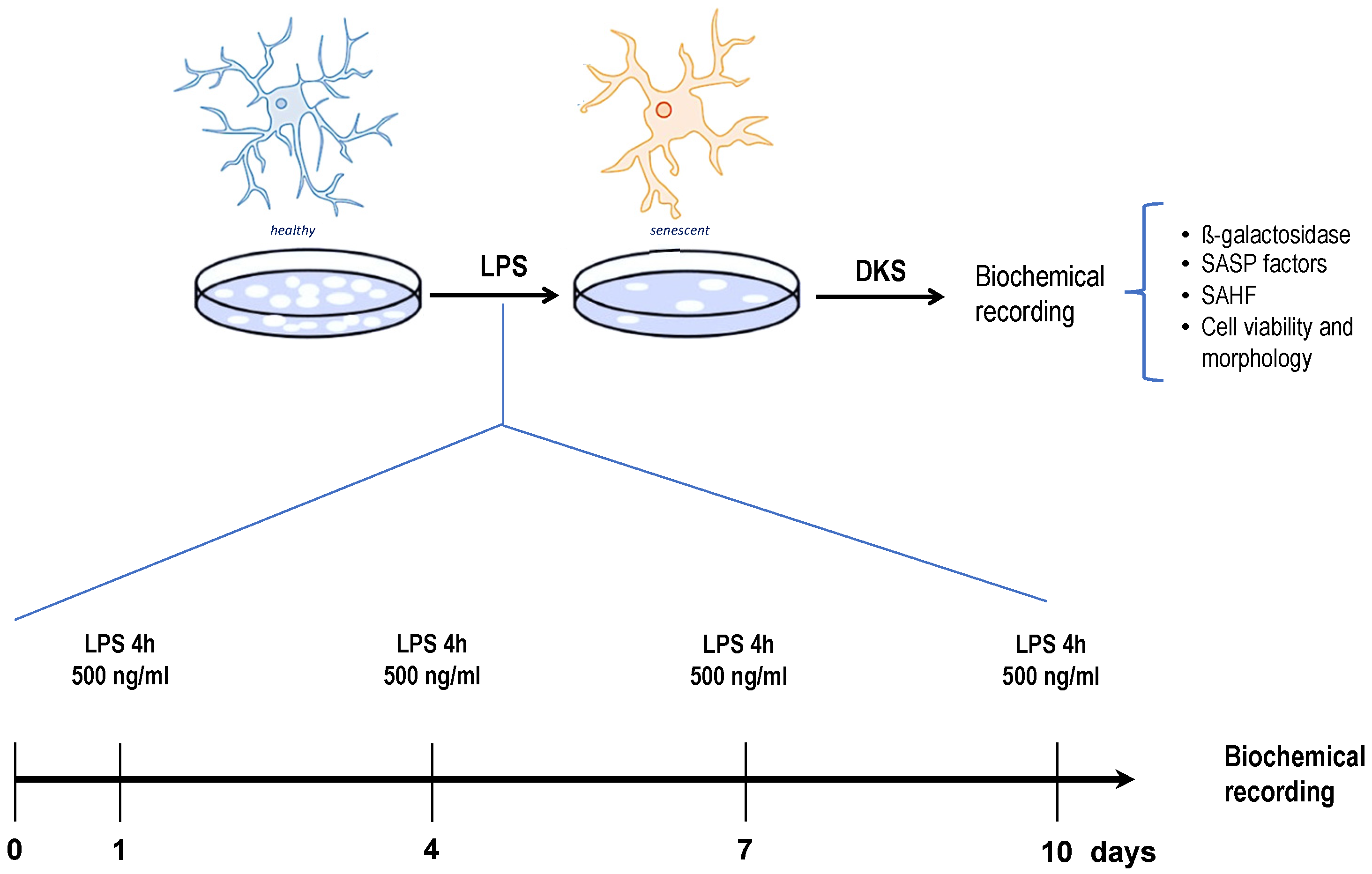 Protection against Microglia Senescence by the Dietary Supplement ...