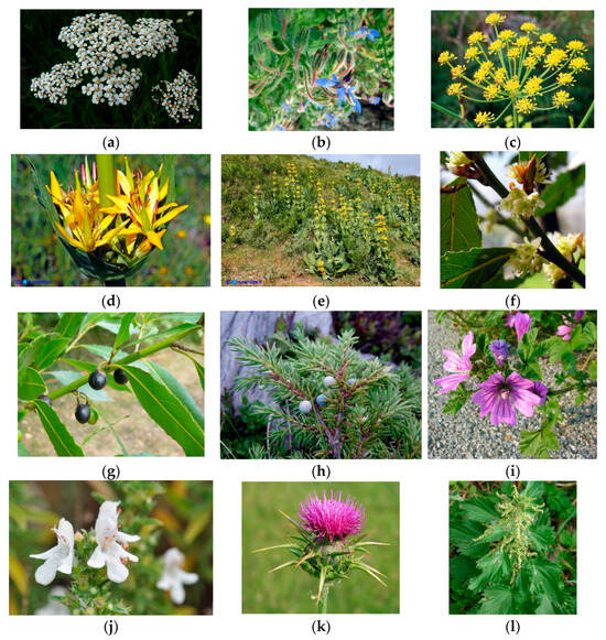 Nutraceuticals | Free Full-Text | Nutraceutical Aspects of Selected ...