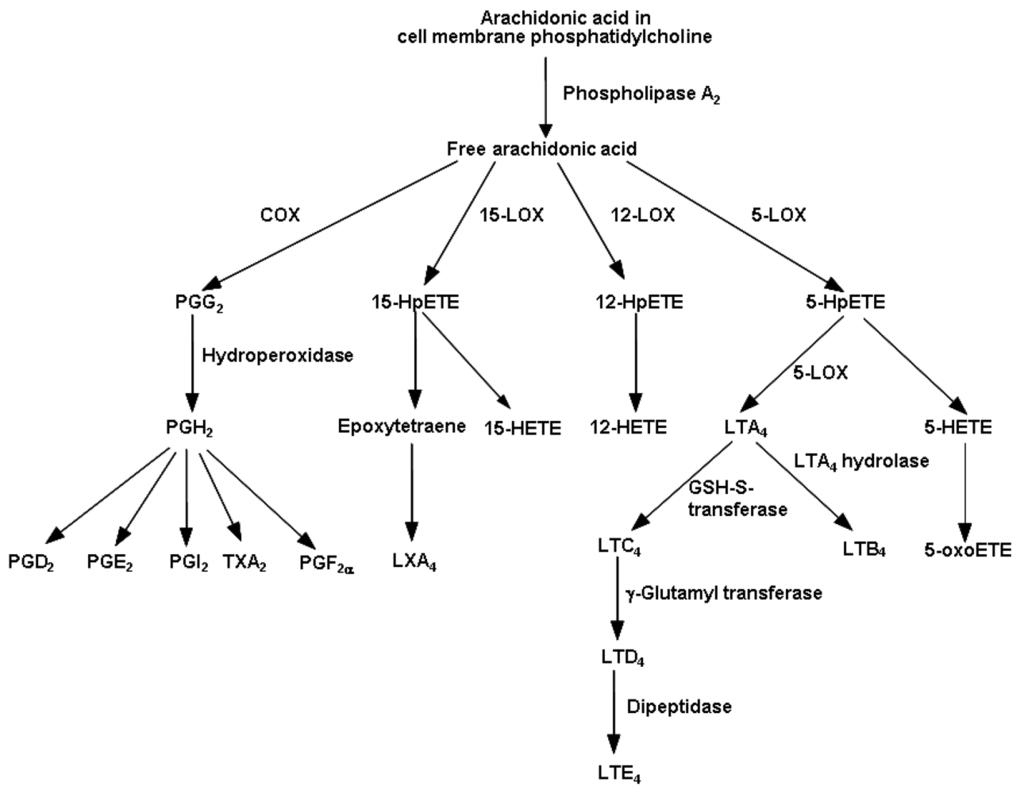 Omega-3 Fatty Acids and Inflammatory Processes