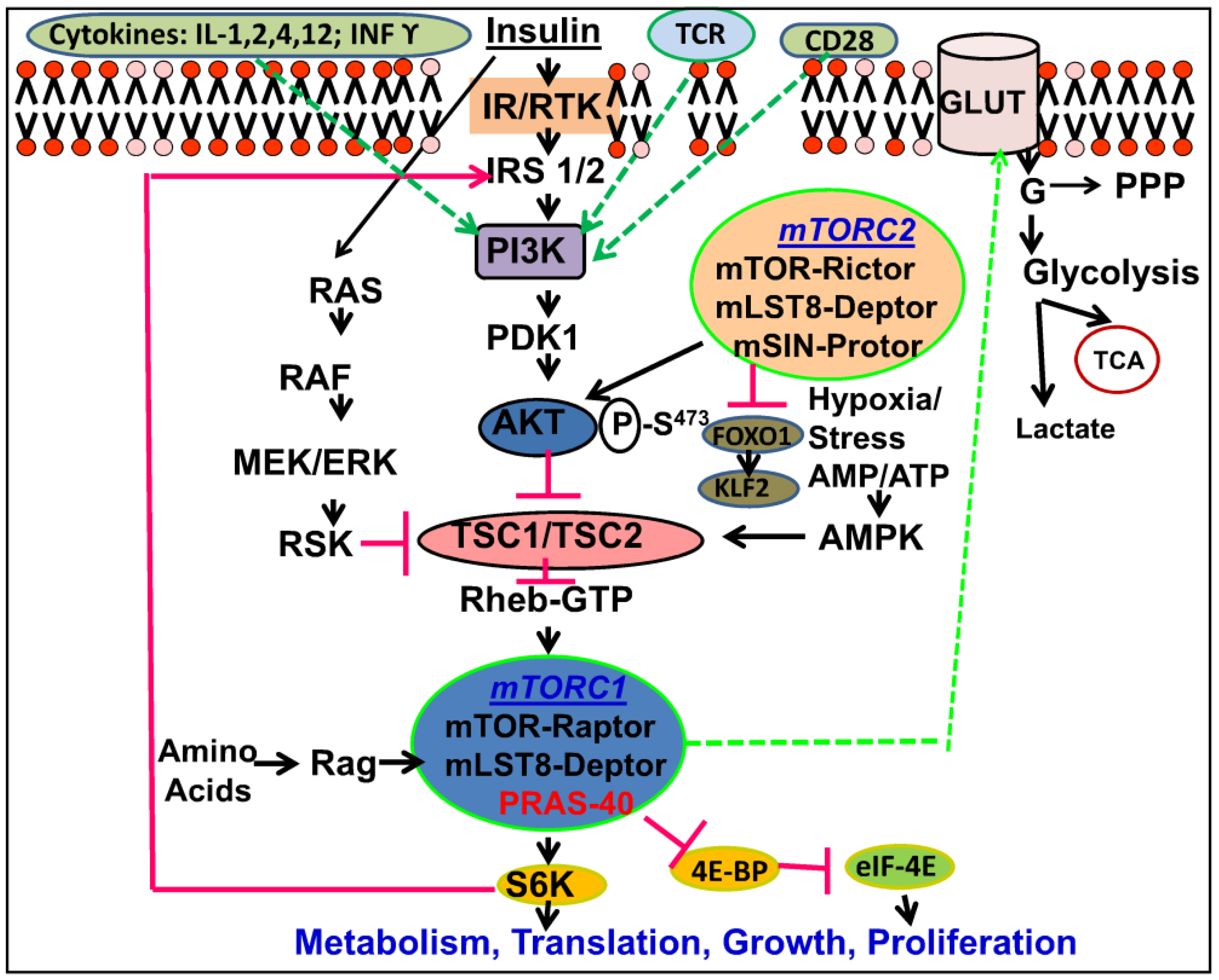 Nutrients | Free Full-Text | The Role of Mechanistic Target of Rapamycin (mTOR) Complexes ...