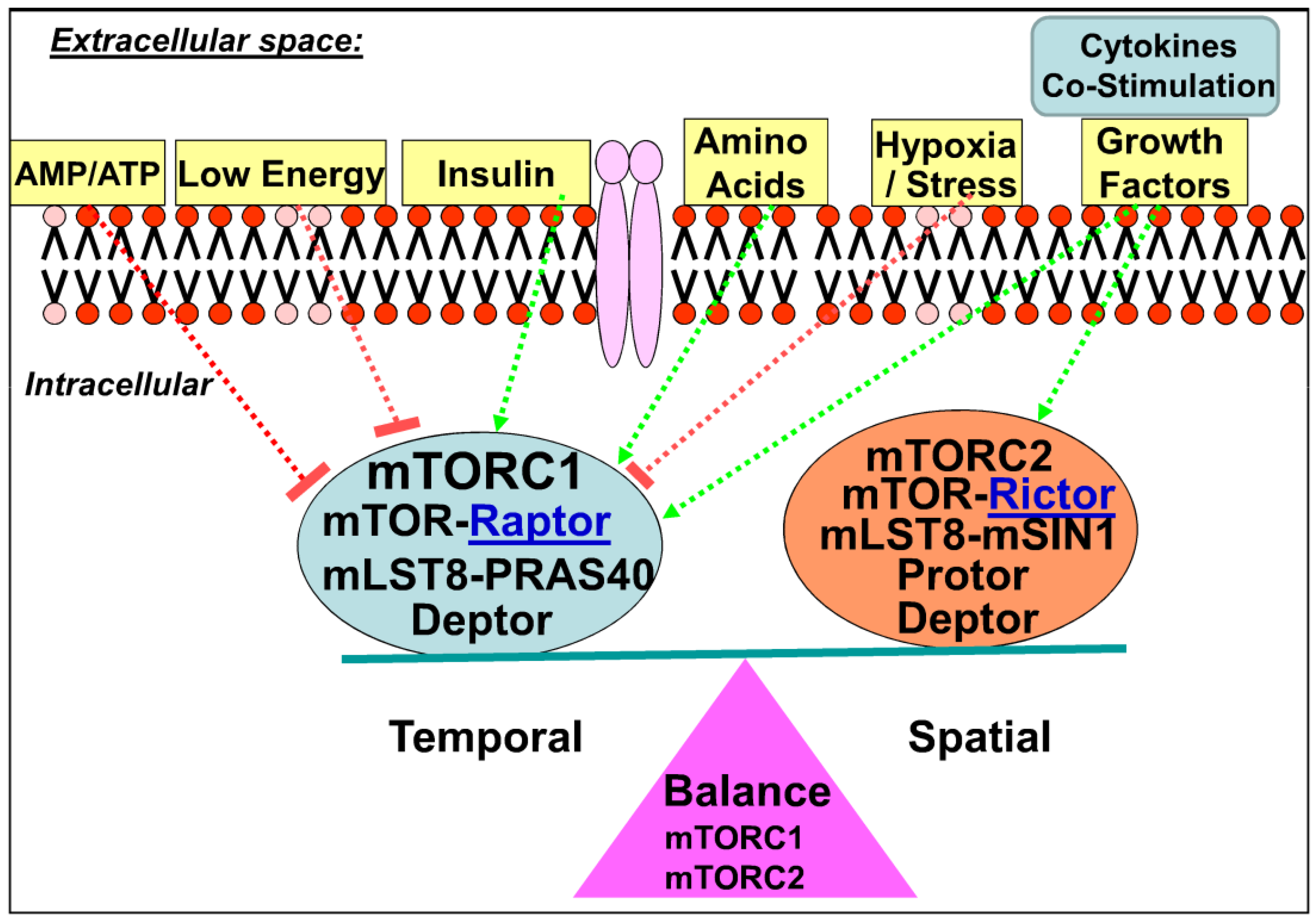 Nutrients | Free Full-Text | The Role of Mechanistic Target of ...