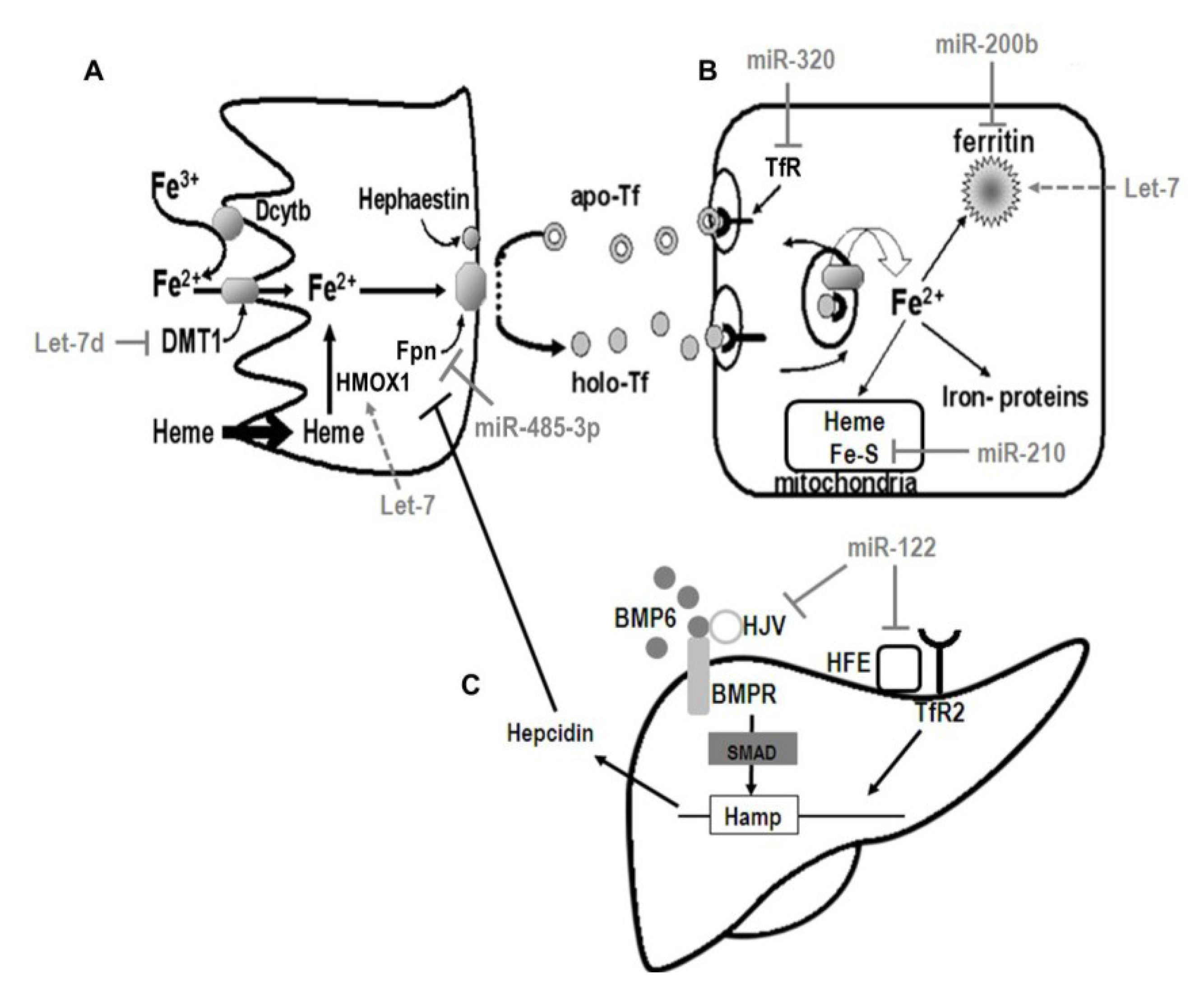 Nutrients | Free Full-Text | Influence of microRNA on the Maintenance ...