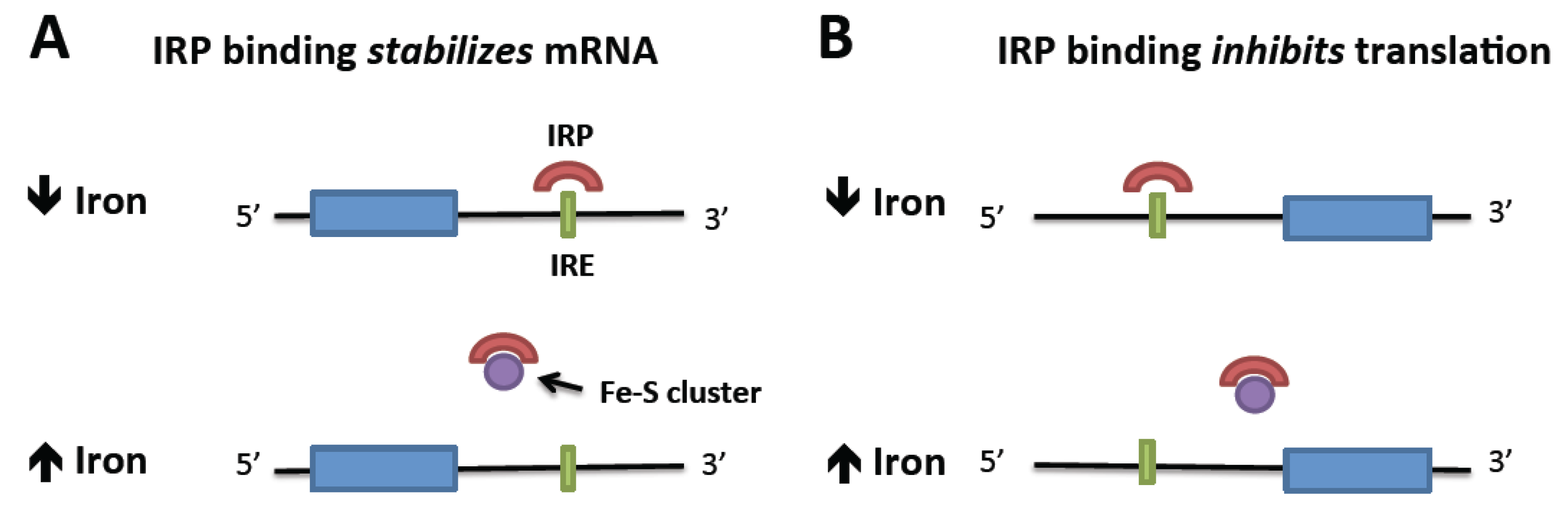 Nutrients | Free Full-Text | Iron Deprivation in Cancer––Potential ...