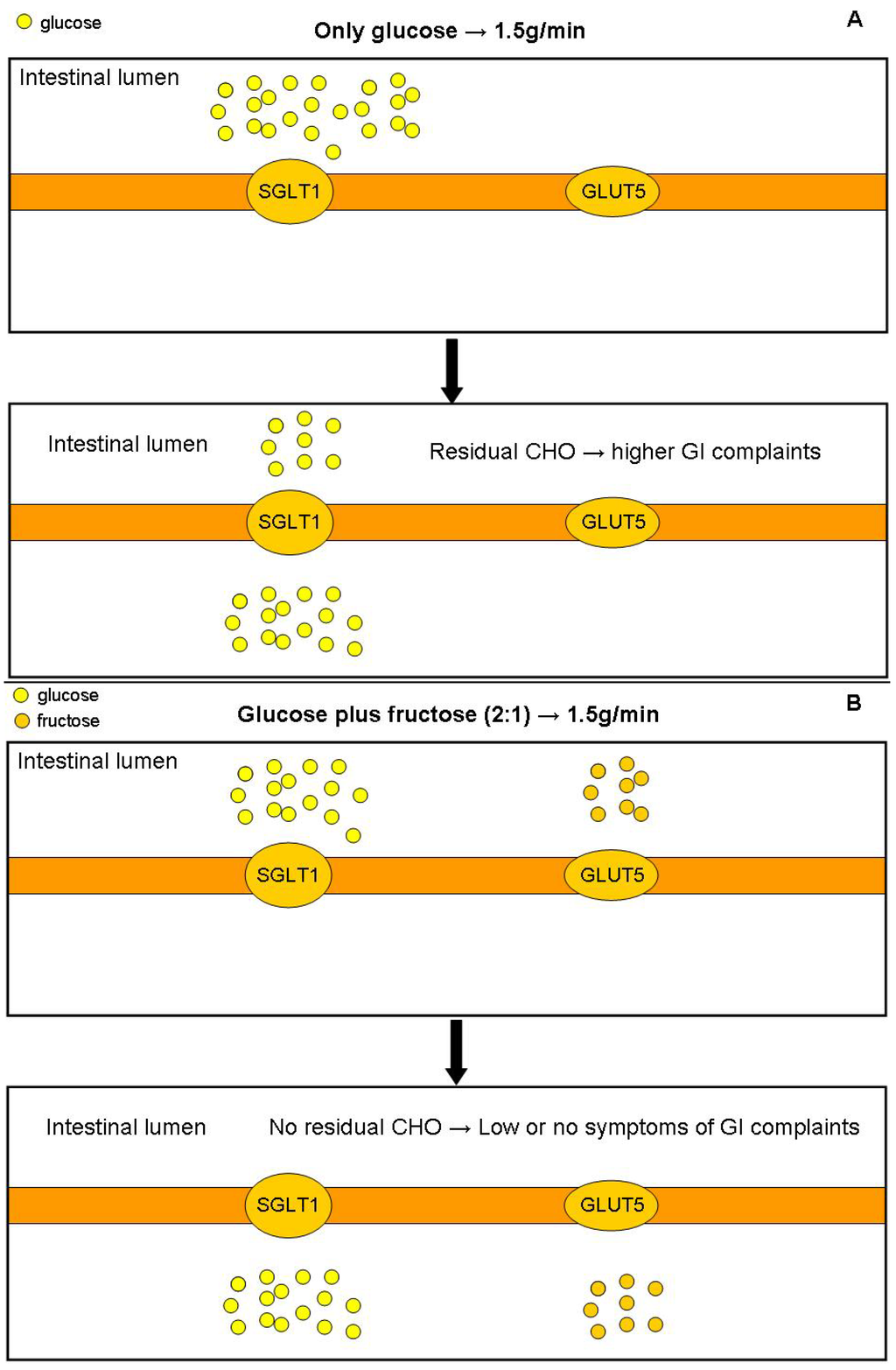 Carbohydrate-Dependent, Exercise-Induced Gastrointestinal Distress