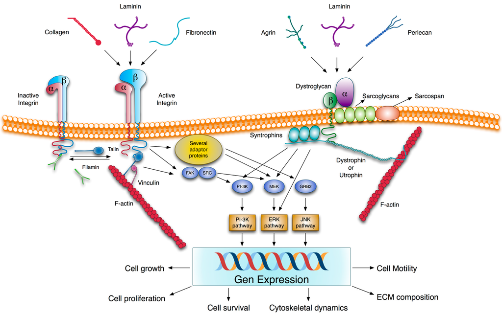 Focal Adhesion Protein-Tyrosine Kinases; Focal Adhesion Protein ...