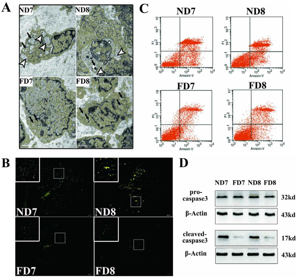 Folate Deficiency Decreases Apoptosis of Endometrium Decidual Cells in ...