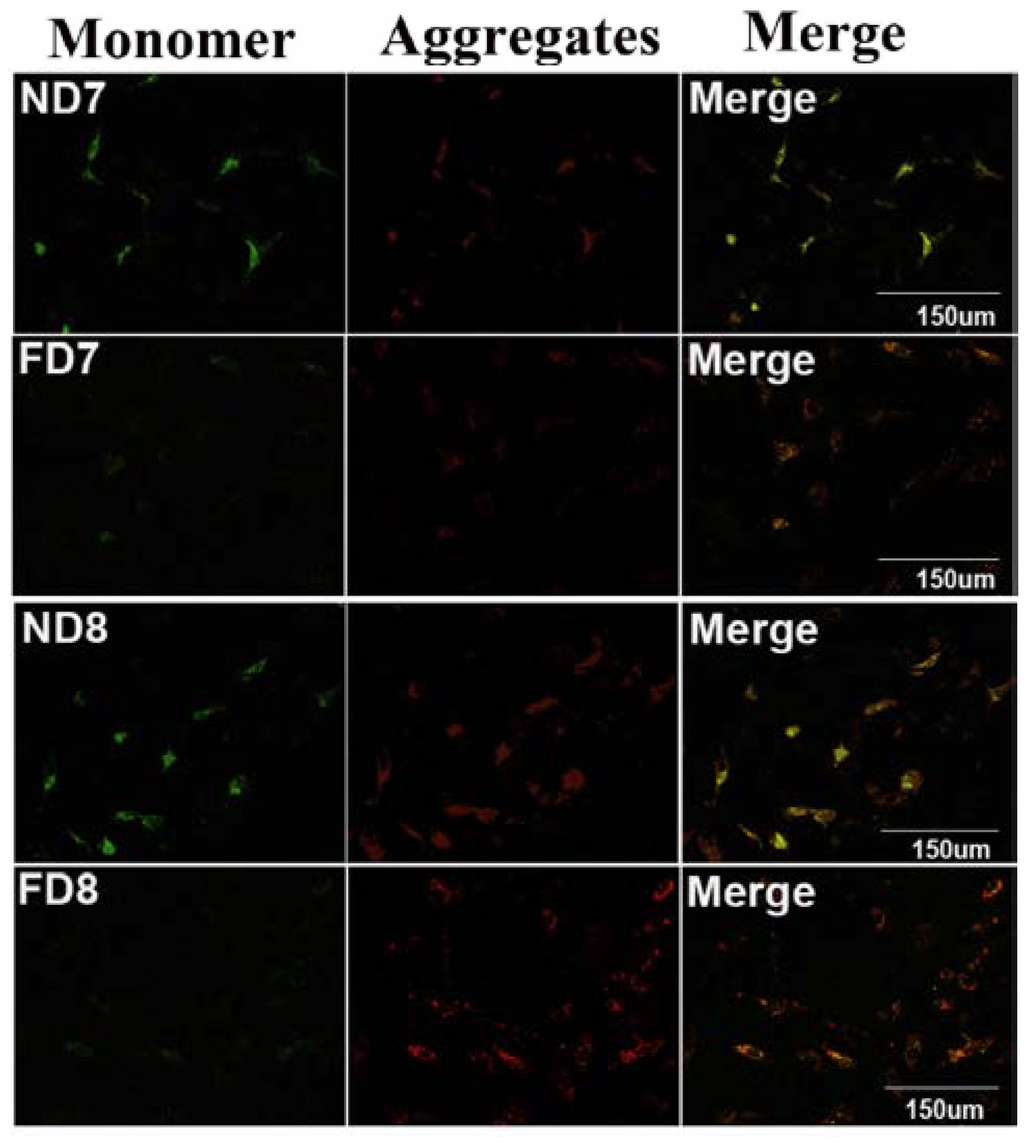 Folate Deficiency Decreases Apoptosis of Endometrium Decidual Cells in ...