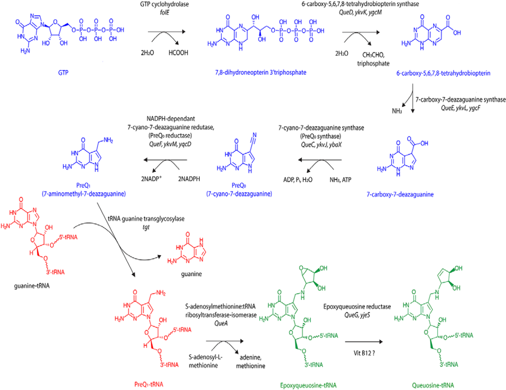 The Queuine Micronutrient: Charting a Course from Microbe to Man