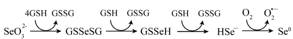 Redox-Active Selenium Compounds—From Toxicity and Cell Death to Cancer ...