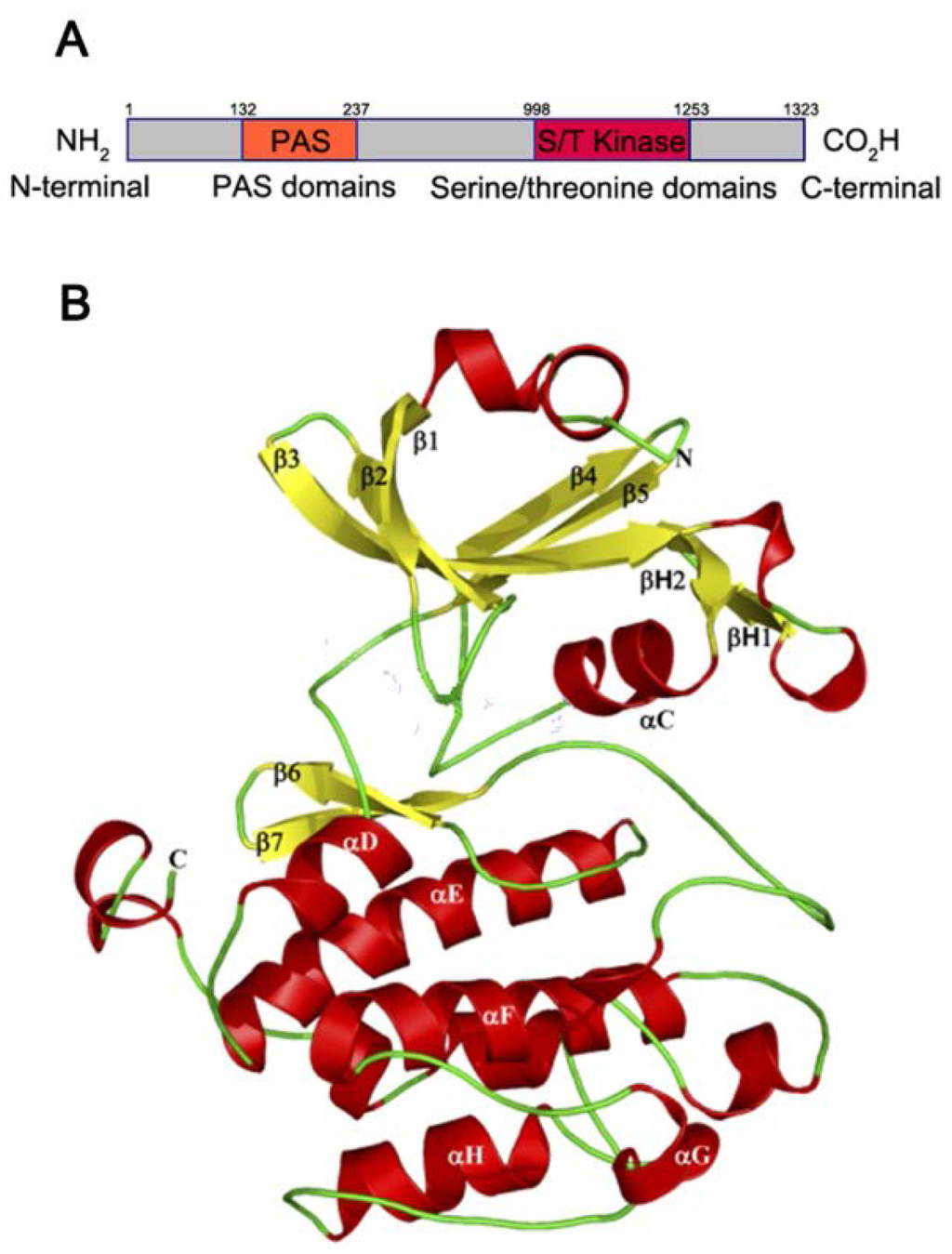 Per-Arnt-Sim Kinase (PASK): An Emerging Regulator of Mammalian Glucose ...