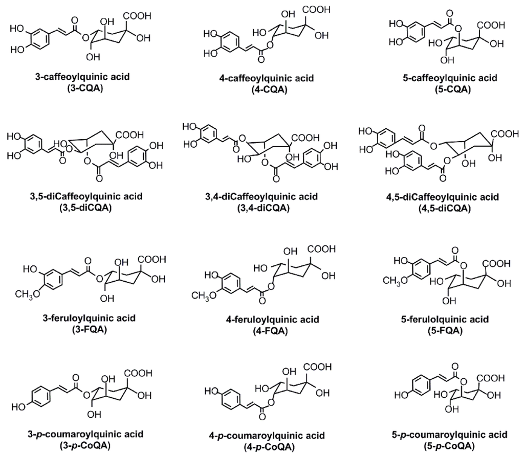 Role of Chlorogenic Acids in Controlling Oxidative and Inflammatory ...