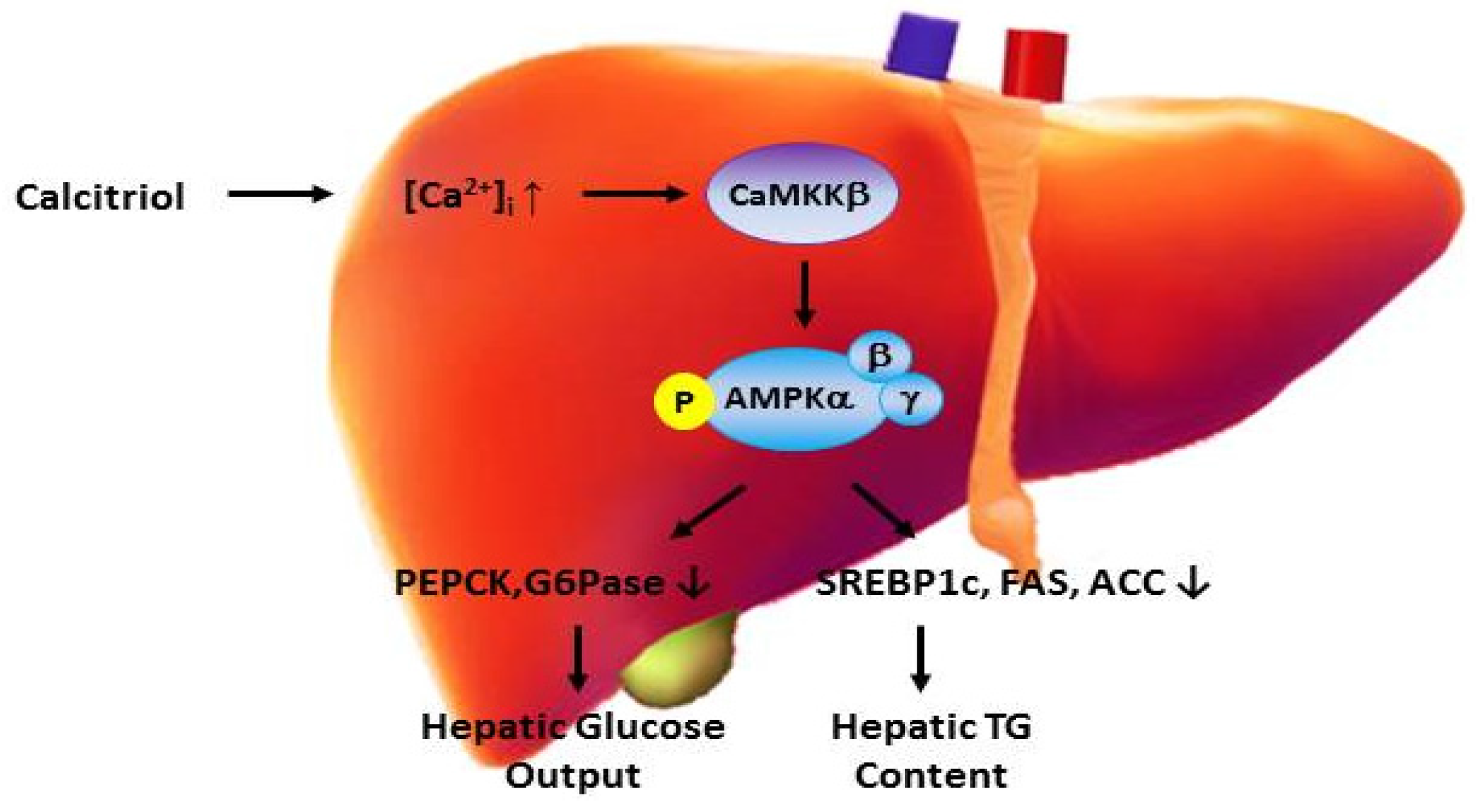 The Potential Protective Action of Vitamin D in Hepatic Insulin ...