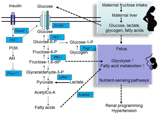 Maternal Fructose Intake Affects Transcriptome Changes and Programmed ...