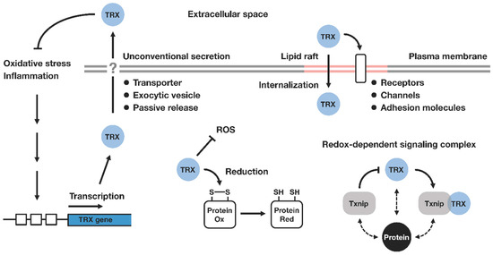 Anti-Inflammatory Thioredoxin Family Proteins for Medicare, Healthcare ...