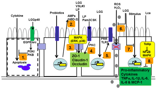 Probiotic Modulation of Innate Cell Pathogen Sensing and Signaling Events