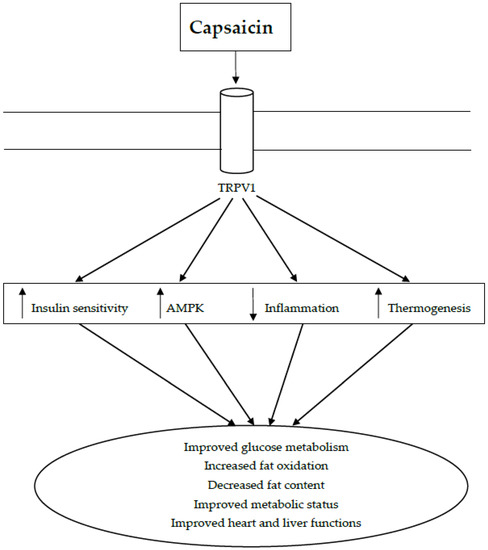 Capsaicin in Metabolic Syndrome